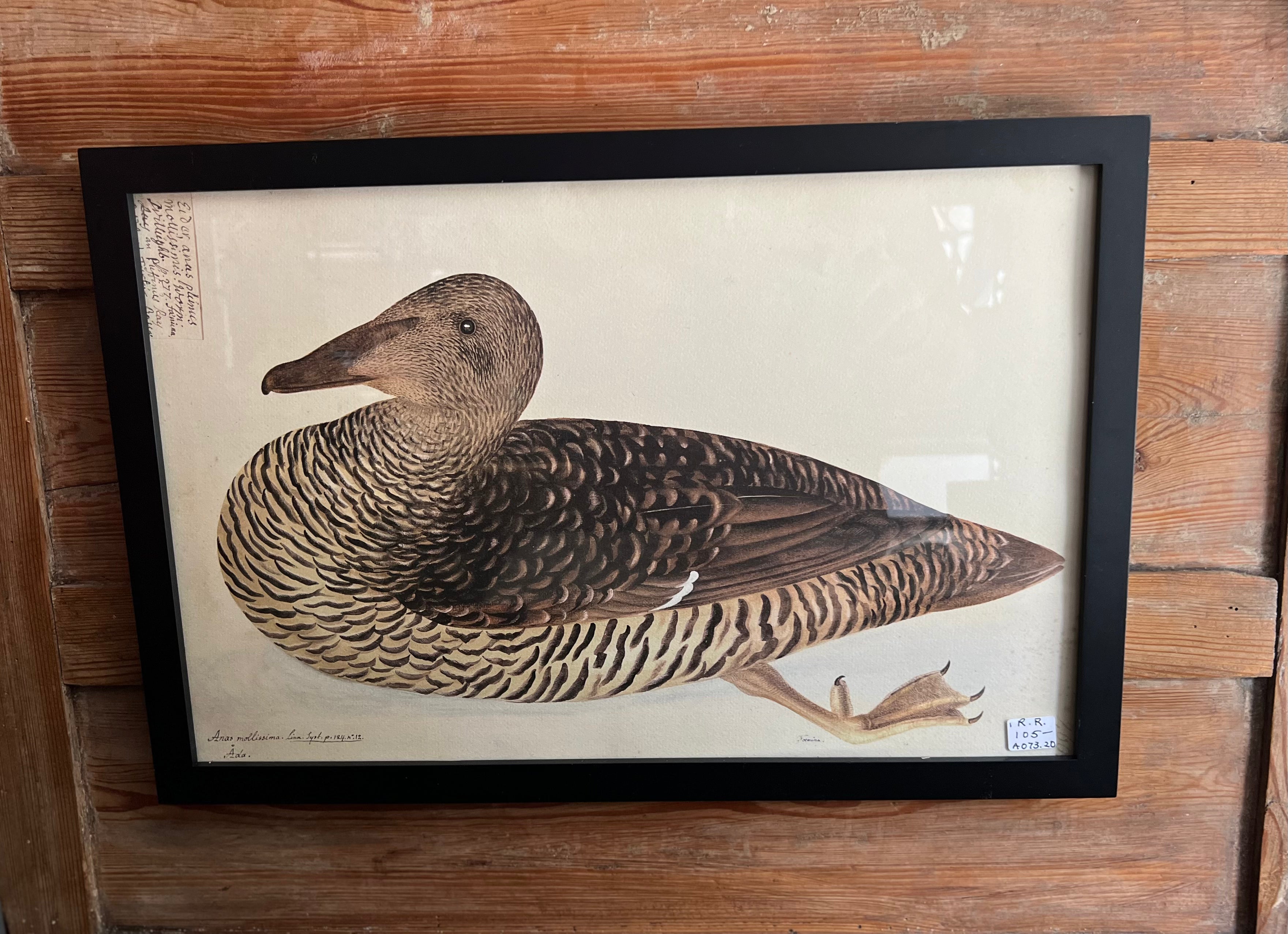 Reproduction Bird Print {1} – rustic rooster interiors